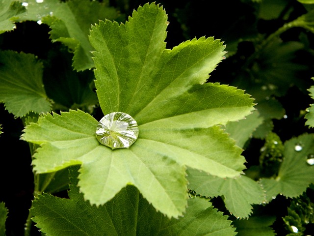 Alchemilka Soltar Planta Una - Foto gratis en Pixabay - Pixabay