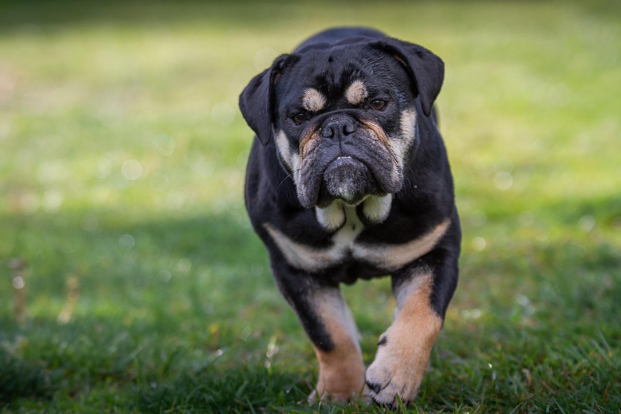 Buldog Bulldog Inggris Anjing - Foto gratis di Pixabay - Pixabay