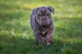 Boerboel Peanut Bulldog Dog - Free photo on Pixabay