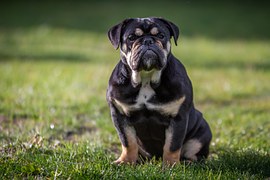Boerboel Peanut Bulldog Dog - Free photo on Pixabay