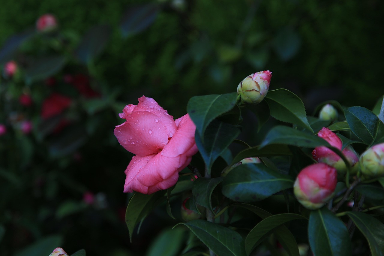 700+ Free Camellia & Nature Images - Pixabay