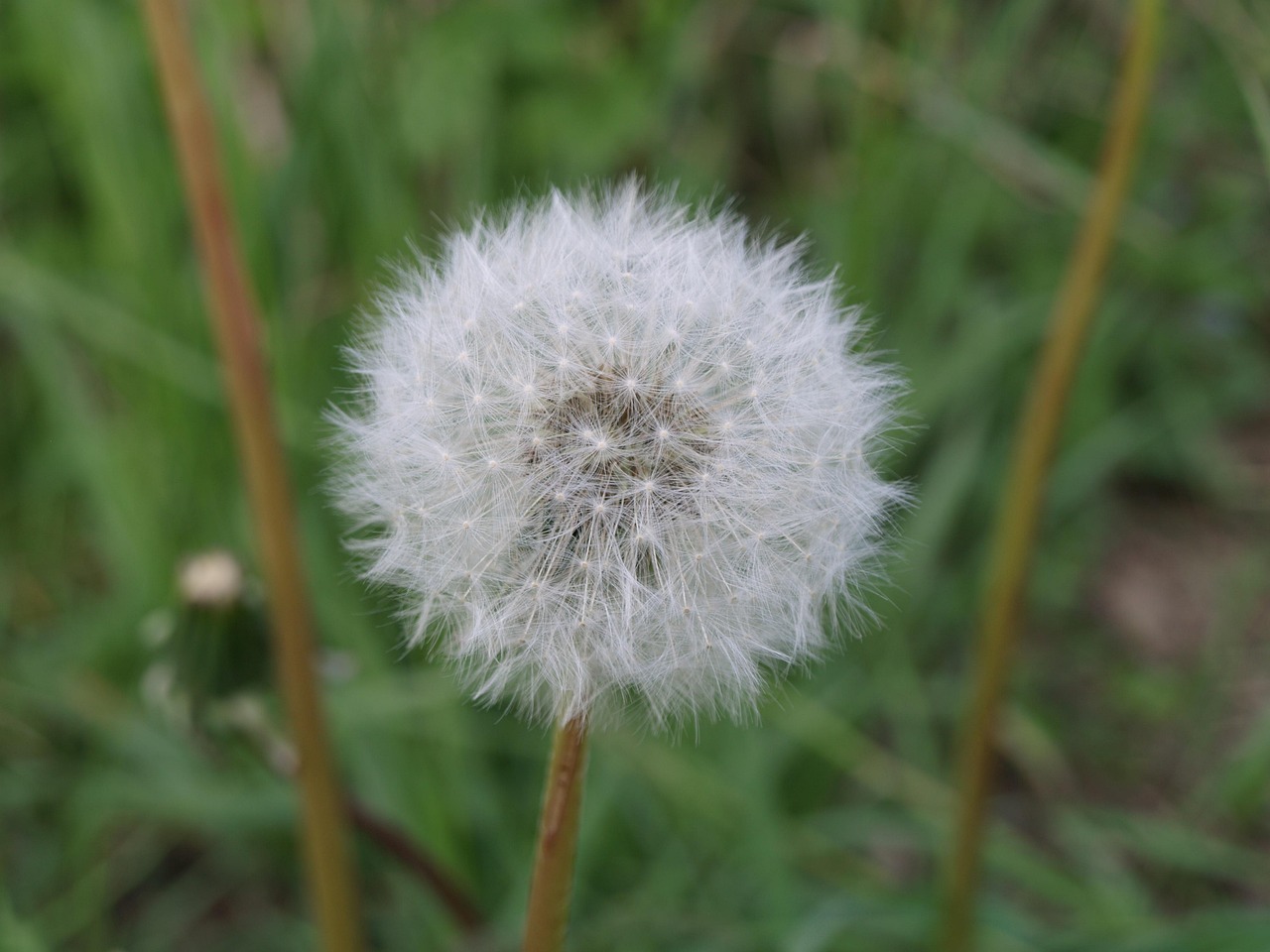 Löwenzahn Pusteblume Garten - Kostenloses Foto auf Pixabay - Pixabay