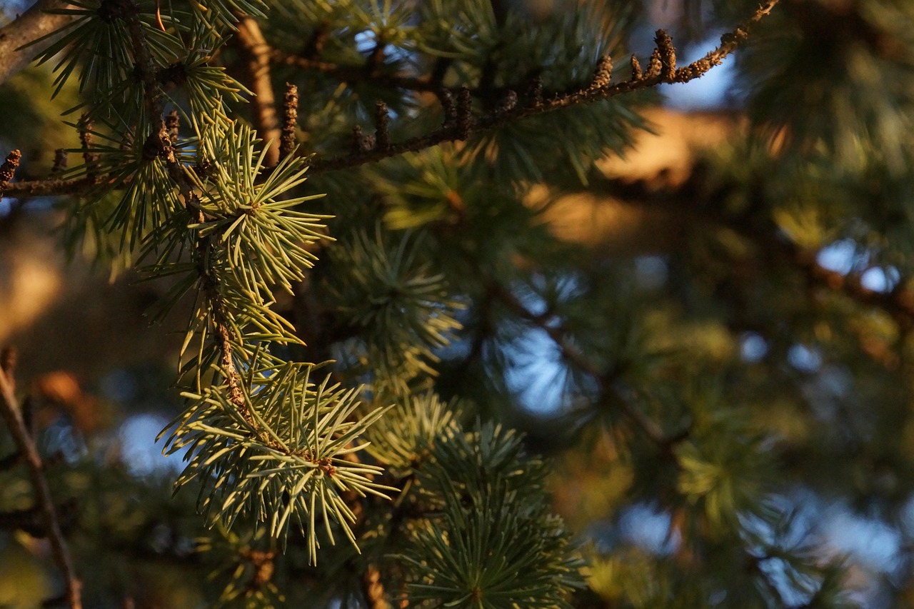Conifers Macro Tree - Free photo on Pixabay - Pixabay