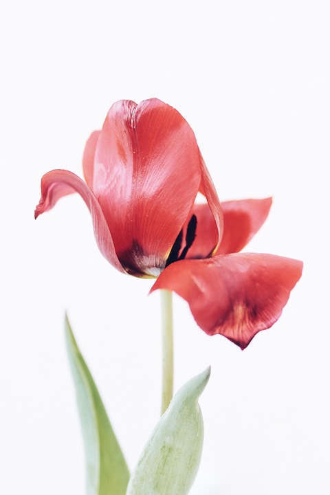 Tulips Spring May - Free photo on Pixabay