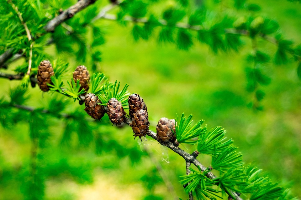 Larch Larix Tree - Free photo on Pixabay - Pixabay