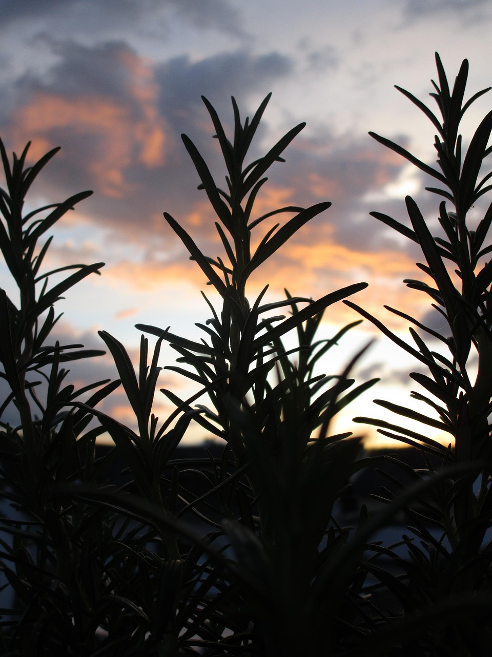 Rosemary The Shade Sunset Culinary - Free photo on Pixabay - Pixabay