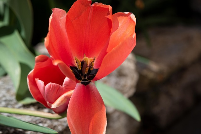Tulip Blossom Bloom - Free photo on Pixabay