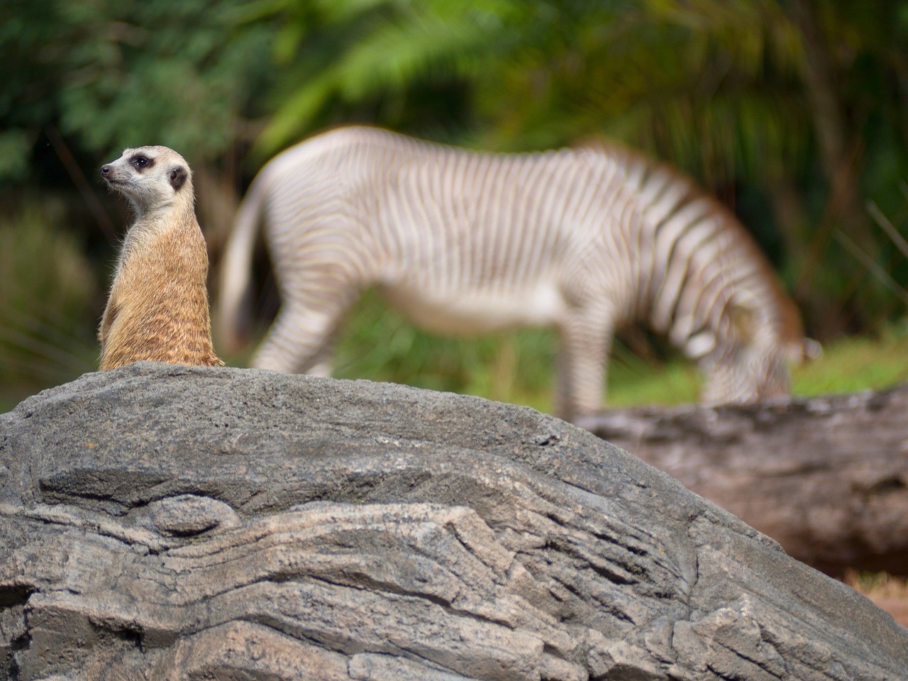 Szurikáta Zebra Afrika - Ingyenes fotó a Pixabay-en - Pixabay