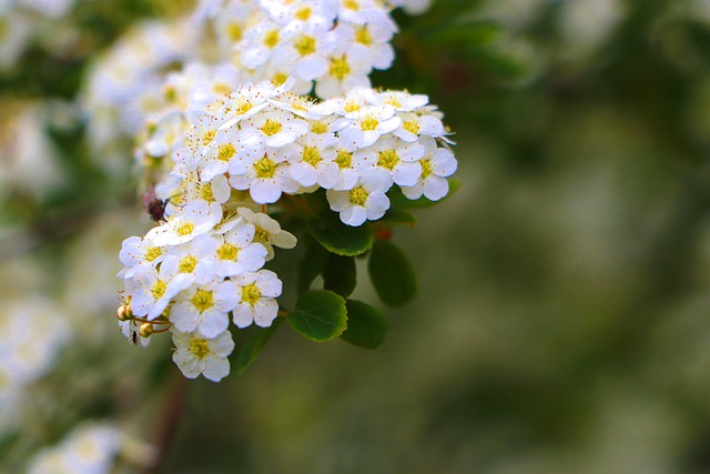 Bunga Cantik Herba - Foto gratis di Pixabay - Pixabay