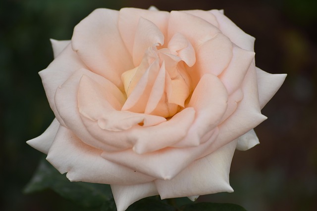 Flore Rose Fleur - Photo gratuite sur Pixabay - Pixabay