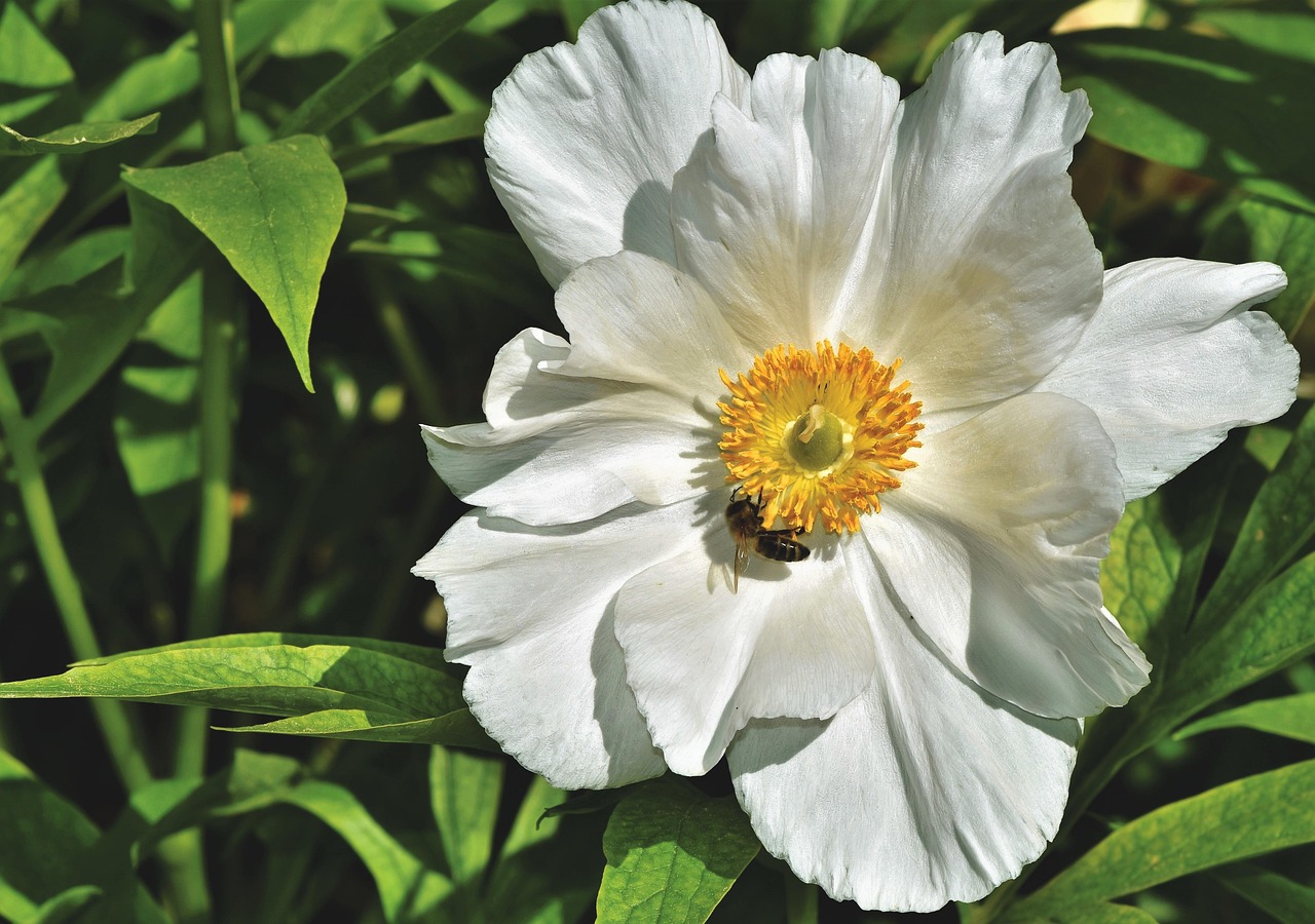 Anemone Kukka Kukinta - Ilmainen valokuva Pixabayssa - Pixabay