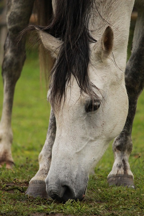 Kuda Arabian Horse Hewan - Foto gratis di Pixabay - Pixabay
