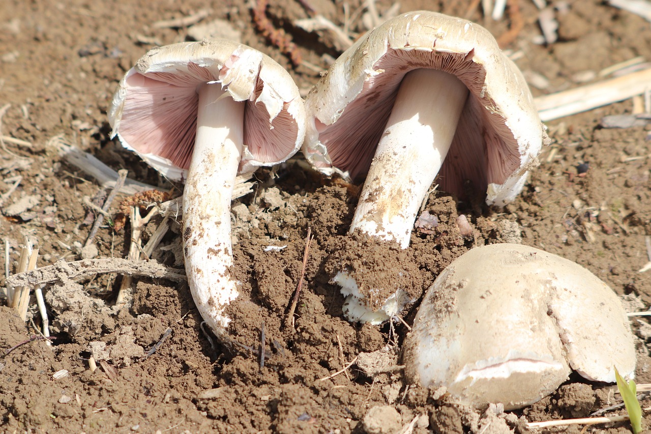 Champignon Pilz Küche - Kostenloses Foto auf Pixabay - Pixabay