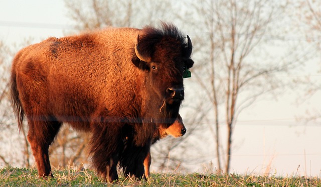 Buffalo Bison Animal - Free photo on Pixabay - Pixabay