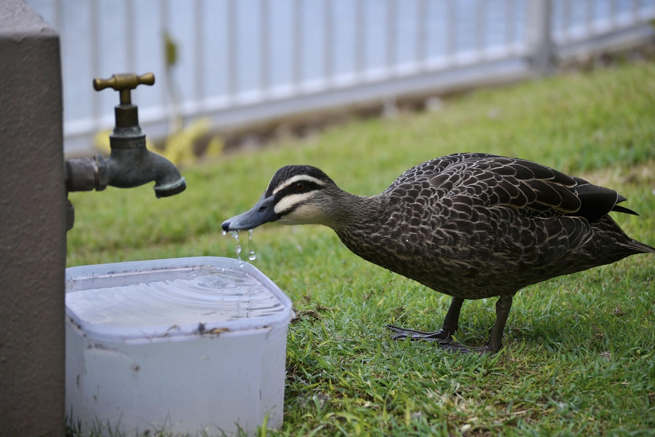 Pato Beber Agua - Foto gratis en Pixabay - Pixabay