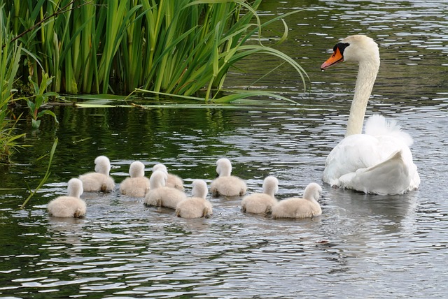 Swan With Chicks - Free photo on Pixabay - Pixabay