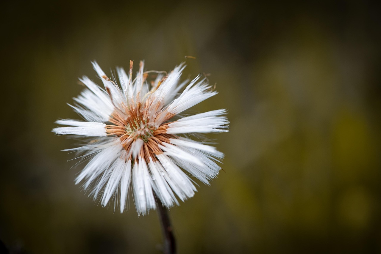 Pusteblume Verblüht Natur - Kostenloses Foto auf Pixabay - Pixabay