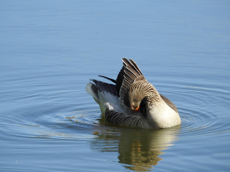 Wild Goose Watervogel Gevogelte - Gratis foto op Pixabay - Pixabay