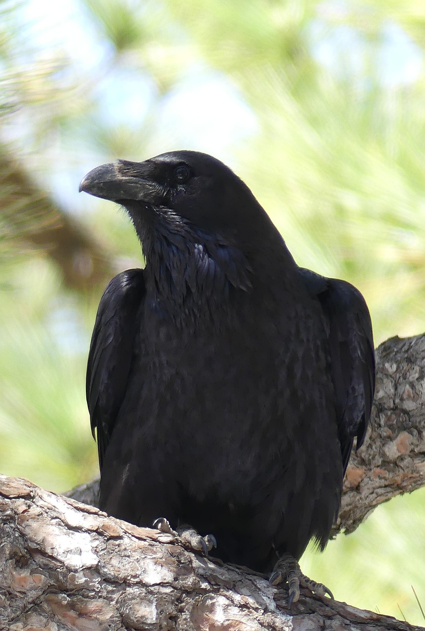 Ravn Fugl GoT Wibes ... Raven (DK: Ravn) Friksens Fotogömsle, Sverige