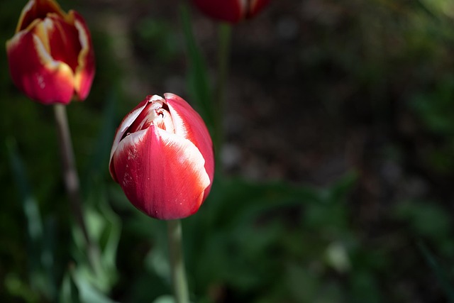 Tulip Bunga Mekar - Foto gratis di Pixabay - Pixabay