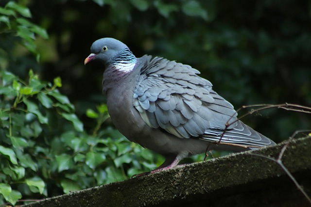 Pigeon Sauvage Colombe Oiseau - Photo gratuite sur Pixabay