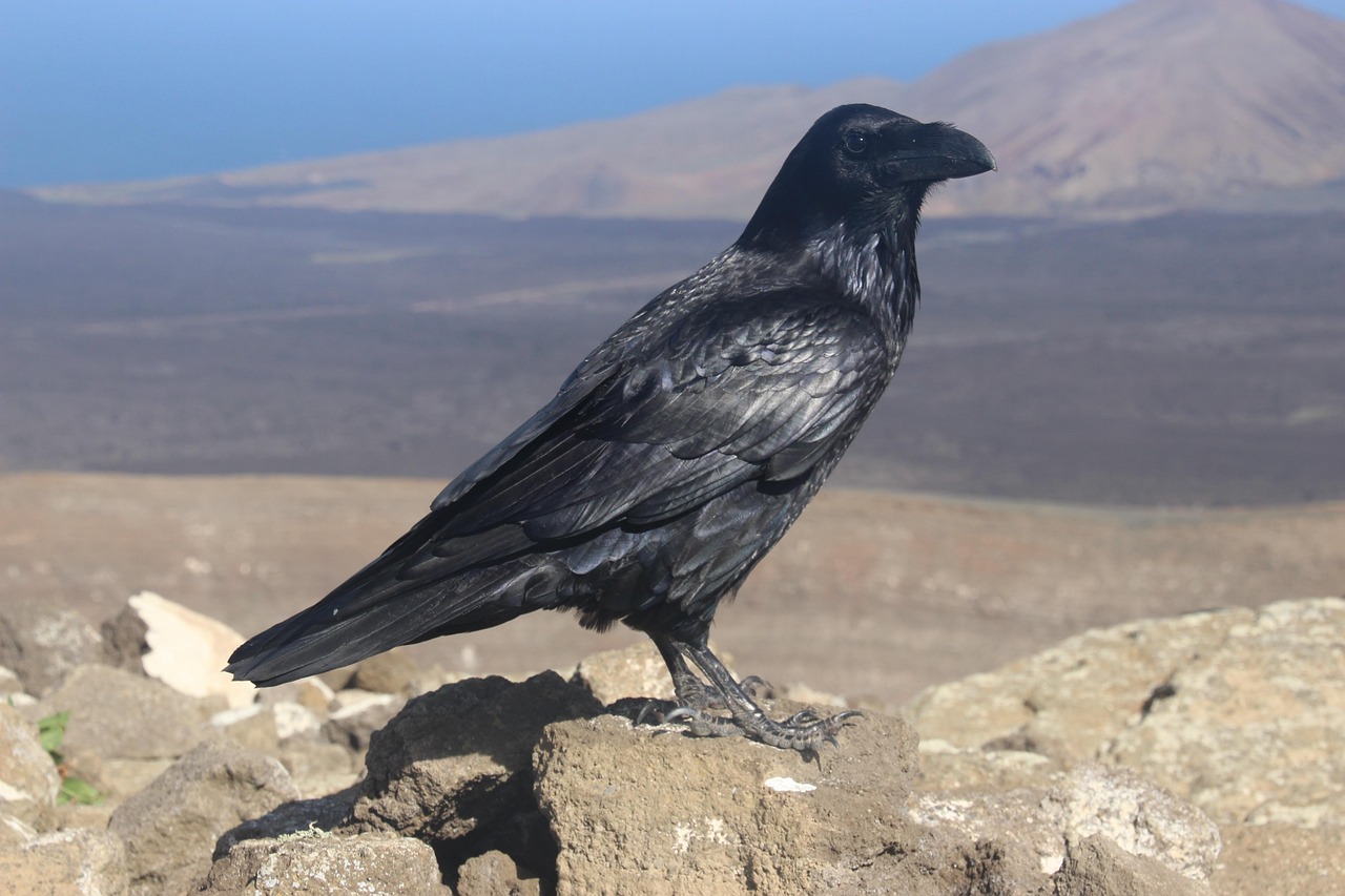 30,000+ Free Black Crow & Crow Images - Pixabay