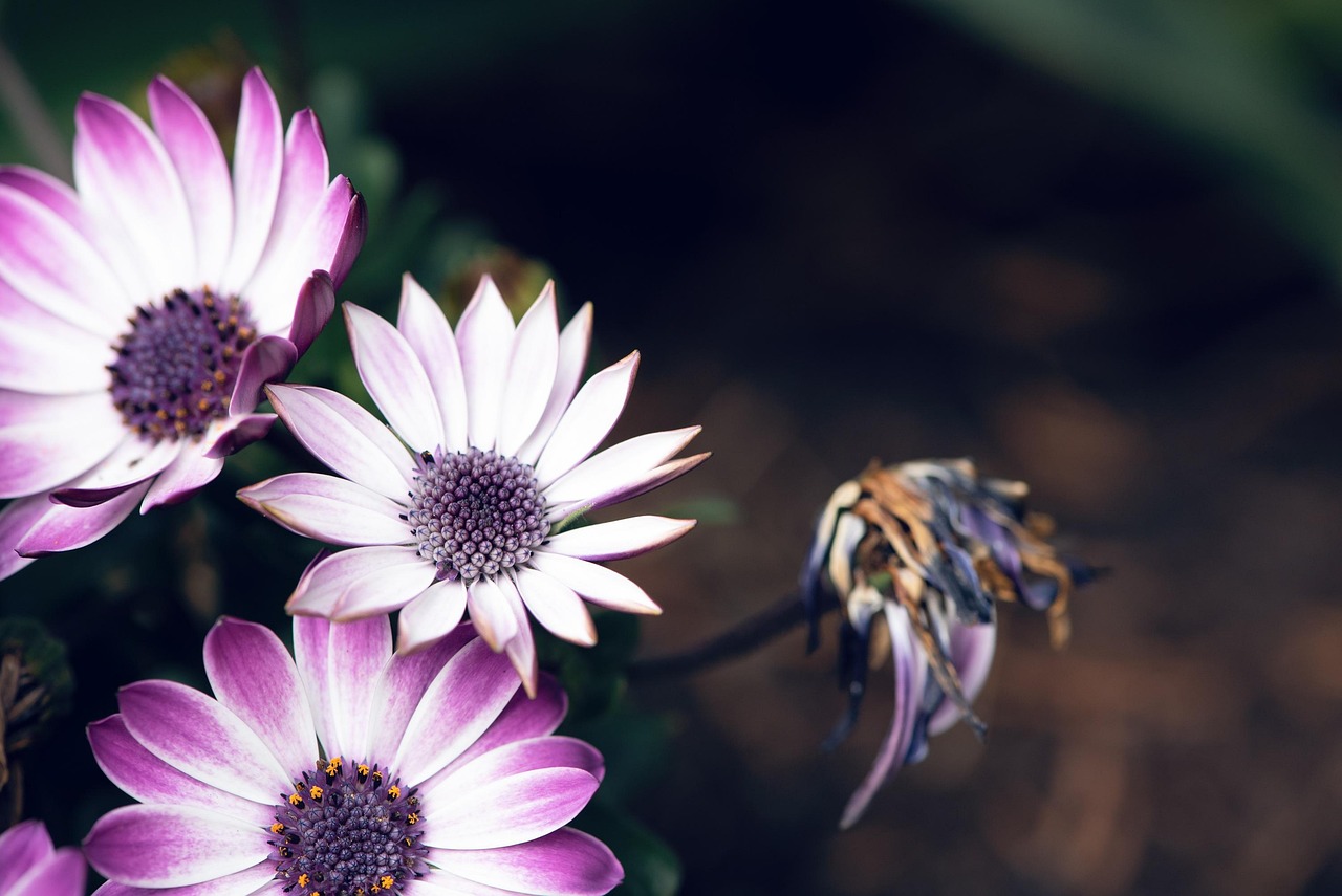 Marguerites Du Cap Fleur Fleurs Le - Photo gratuite sur Pixabay - Pixabay