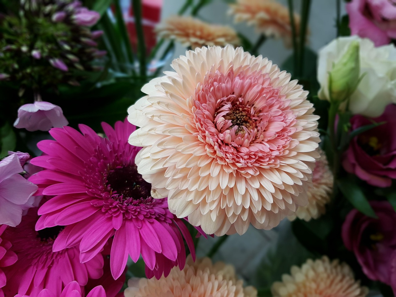Flor Gerbera Planta - Foto gratis en Pixabay