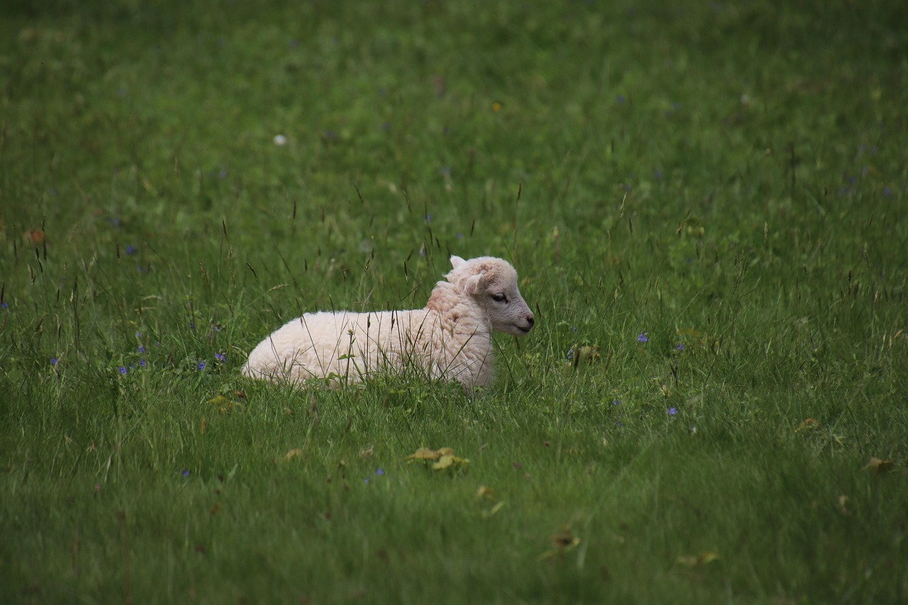 Lamb Animals Familiar - Free photo on Pixabay - Pixabay