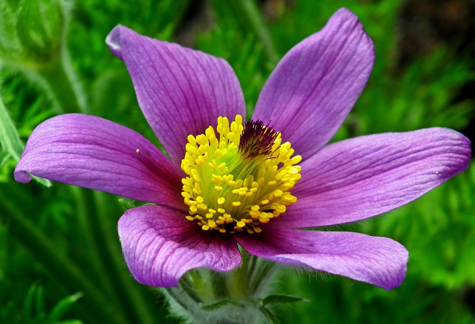 Pasque-Flower Violet Flower - Free photo on Pixabay - Pixabay