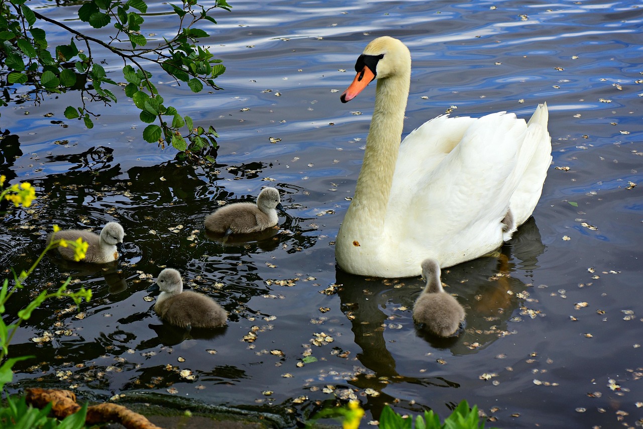 Swan Waterbird Animal - Free photo on Pixabay