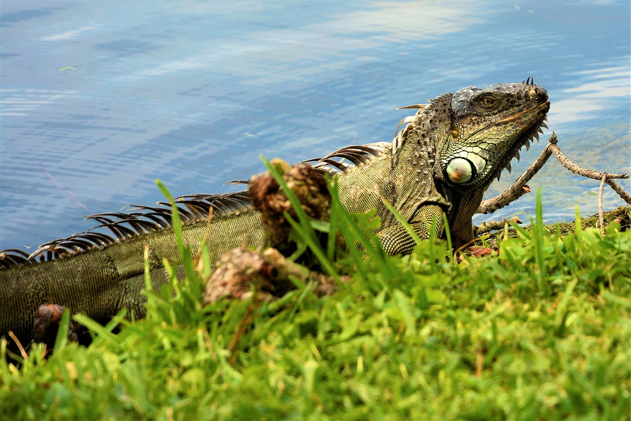 Iguana Lizard Dragon - Free photo on Pixabay - Pixabay