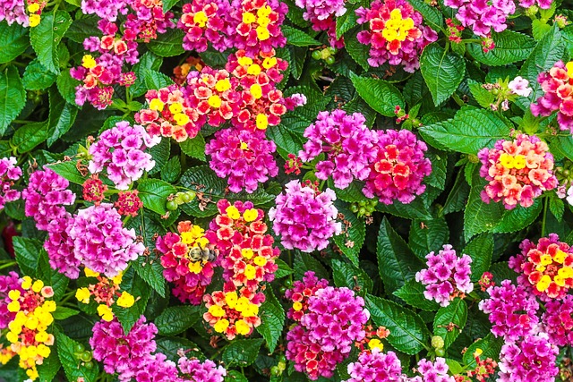 Bunga-Bunga Tanaman Alam - Foto gratis di Pixabay - Pixabay