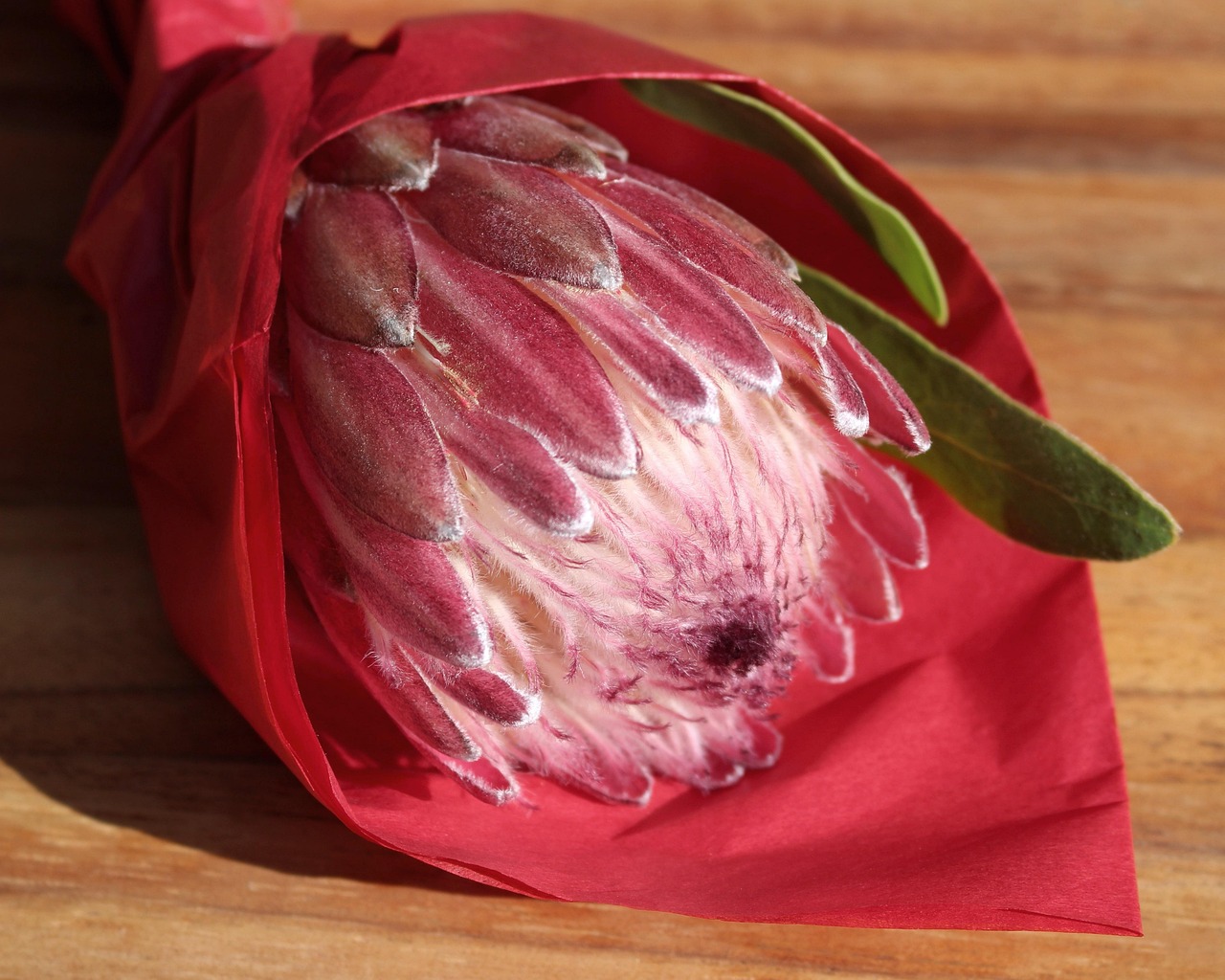 Reina Protea Flor Planta - Foto gratis en Pixabay - Pixabay