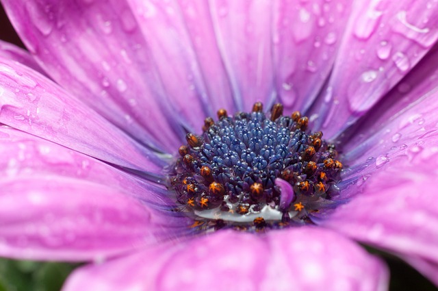 Flor Agua Chuva - Foto gratuita no Pixabay - Pixabay