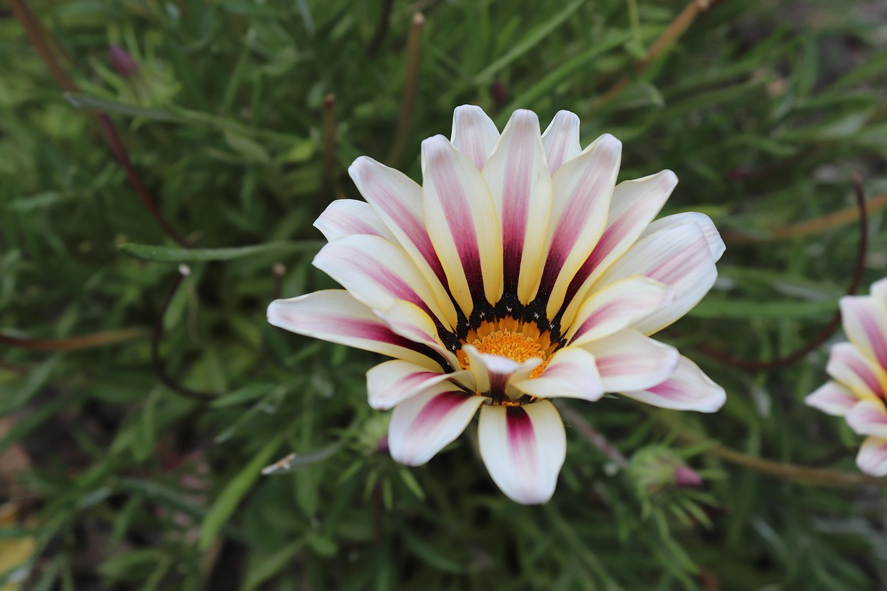 Flower Colorful Nature - Free photo on Pixabay - Pixabay