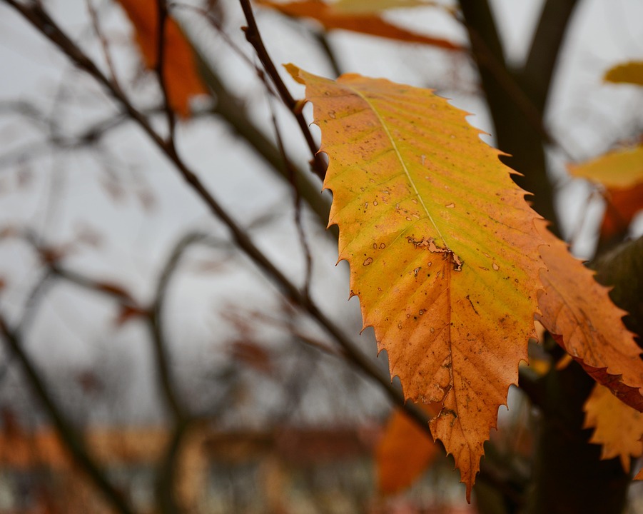 Natureza Colorido Folha De Laranja - Foto gratuita no Pixabay - Pixabay