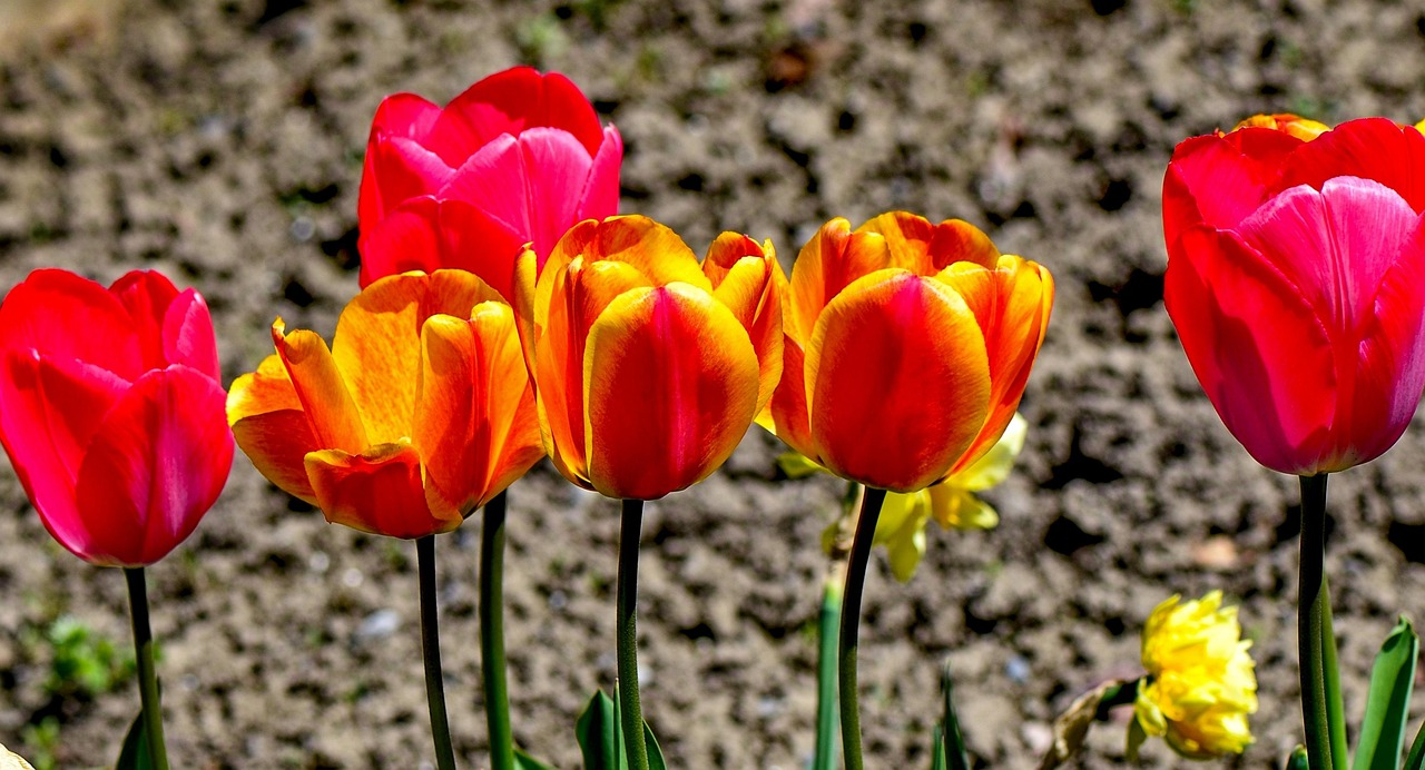 Tulips Multicoloured Nature - Free photo on Pixabay - Pixabay