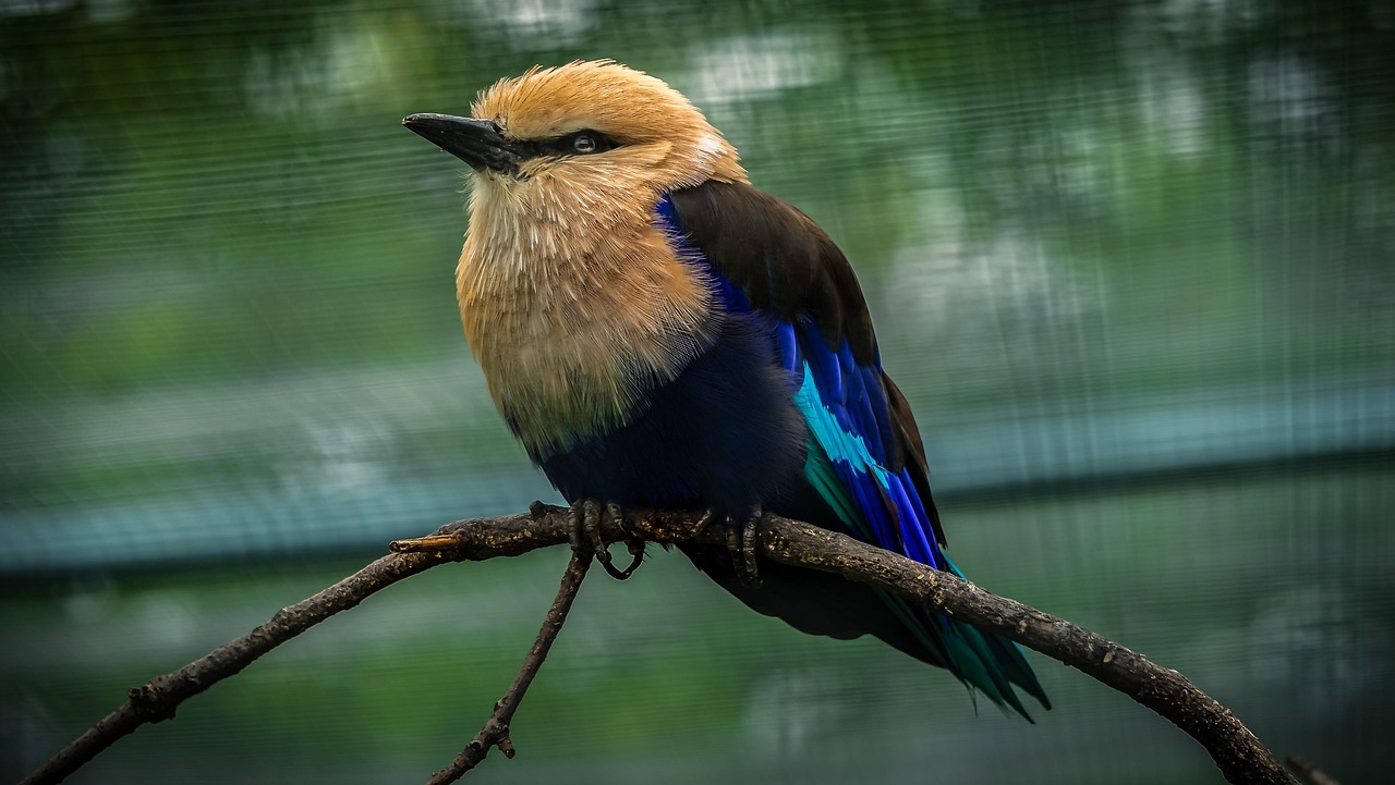 Bird Plumage Nature - Free photo on Pixabay - Pixabay