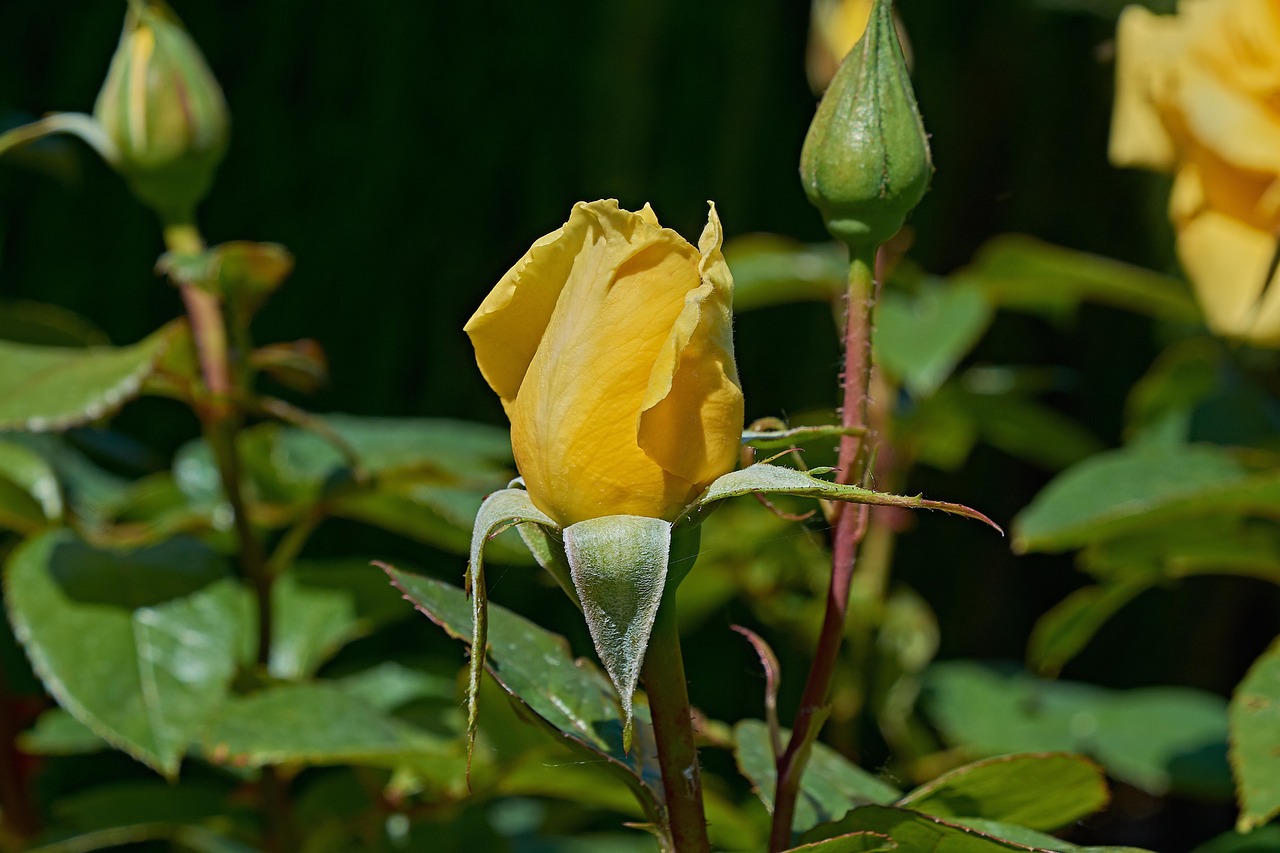 Une Rose Jaune Pétales Romantique - Photo gratuite sur Pixabay - Pixabay