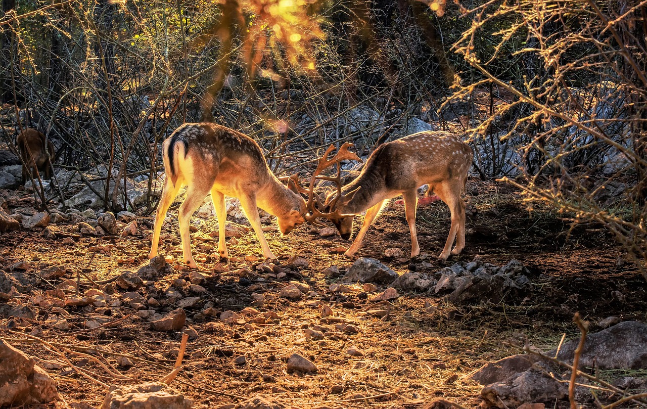 Animal Deer Nature - Free photo on Pixabay - Pixabay