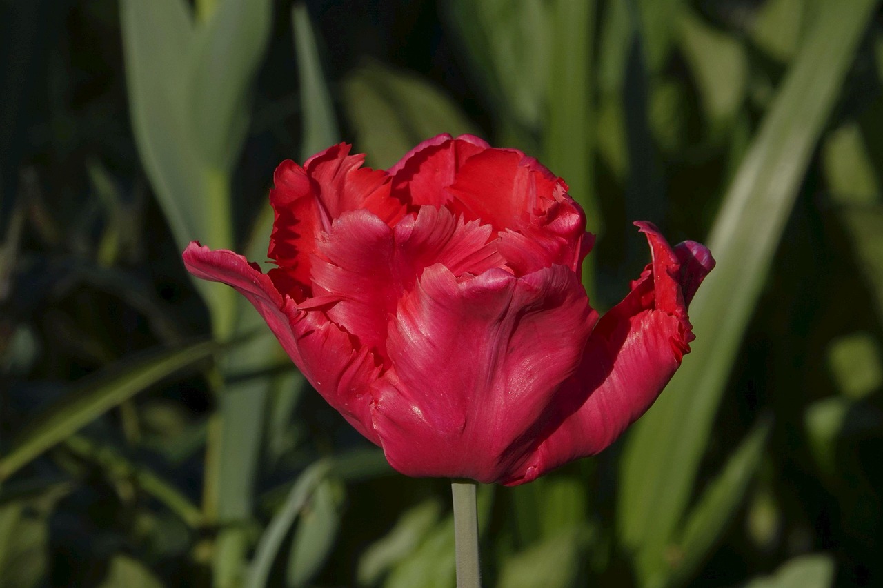 10,000+ Free Tulip & Flower Images - Pixabay