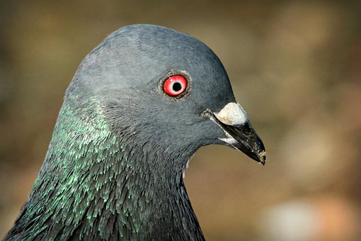 60+ Free Columbidae & Pigeon Images - Pixabay