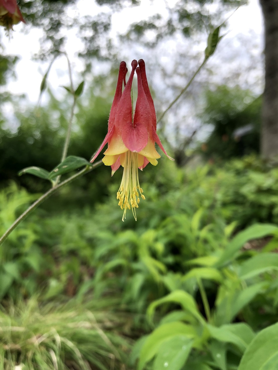 Columbine Flor Primavera - Foto gratuita no Pixabay - Pixabay
