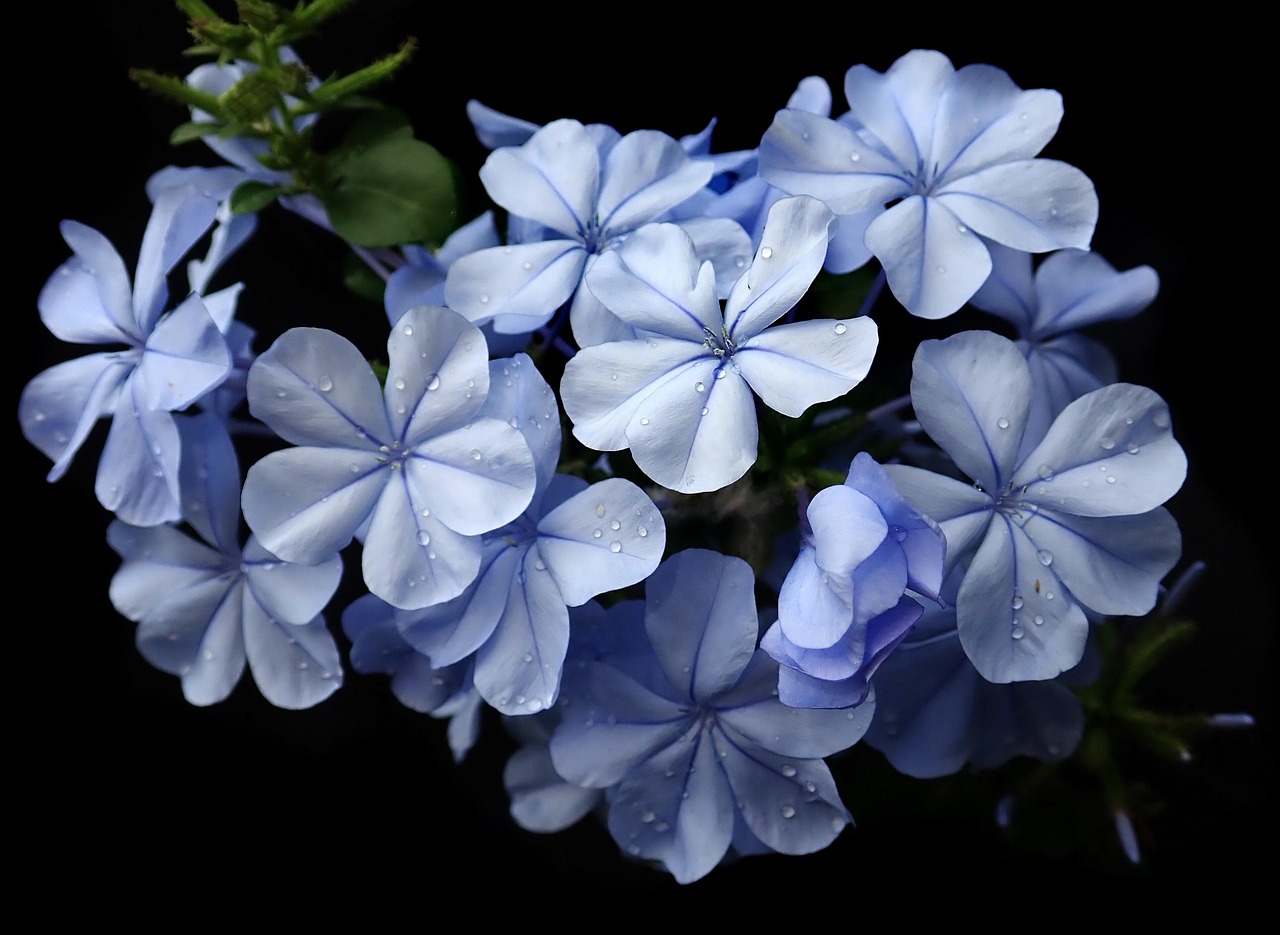 Plumbago Blue Flower - Free photo on Pixabay