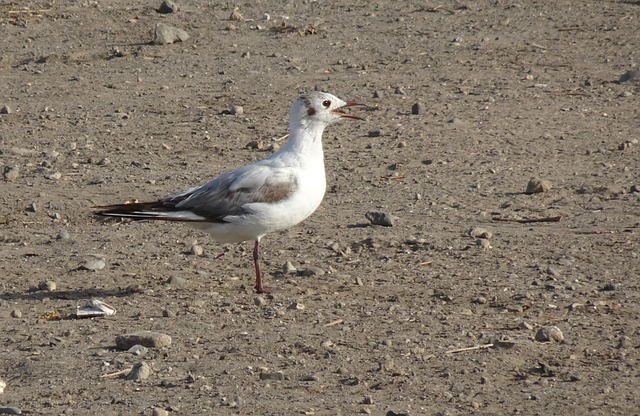 Gull Bird Migratory - Free photo on Pixabay