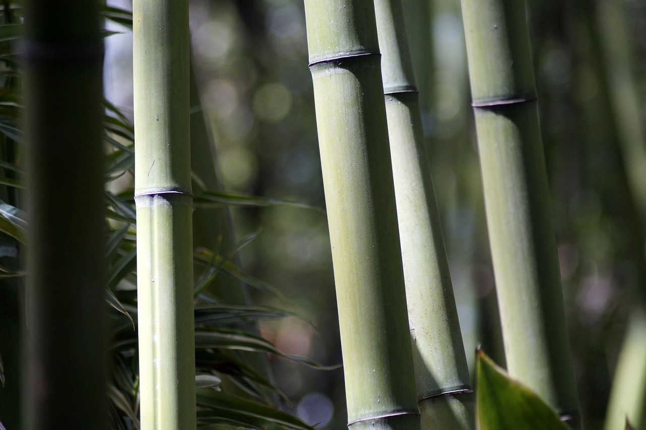 2,000+ Free Bamboo Pictures and Images in Hi-Res - Pixabay
