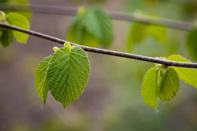Feuilles Vert Branche Une - Photo gratuite sur Pixabay - Pixabay