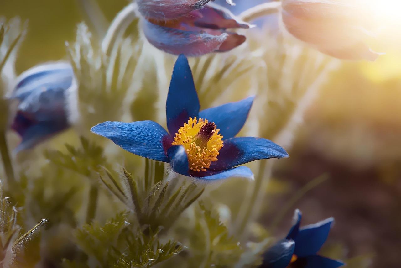 500,000+ Free Spring Flower & Spring Images - Pixabay