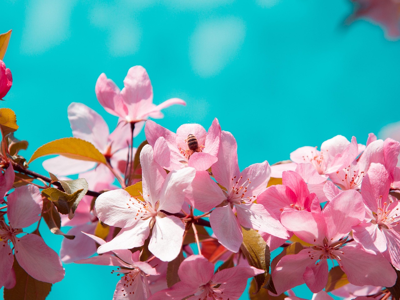 Bunga Lebah Merah Jambu Musim - Foto gratis di Pixabay - Pixabay